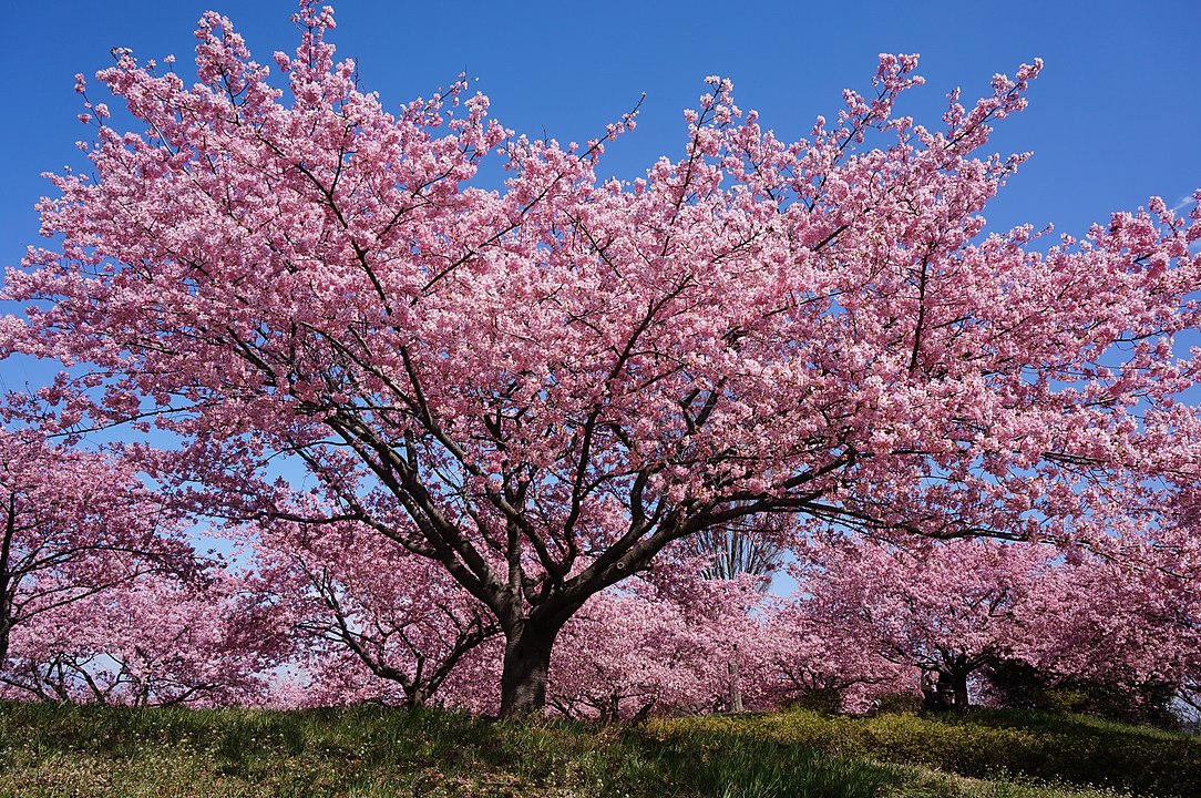 La flor de cerezo y sus variedades – La senda del haiku