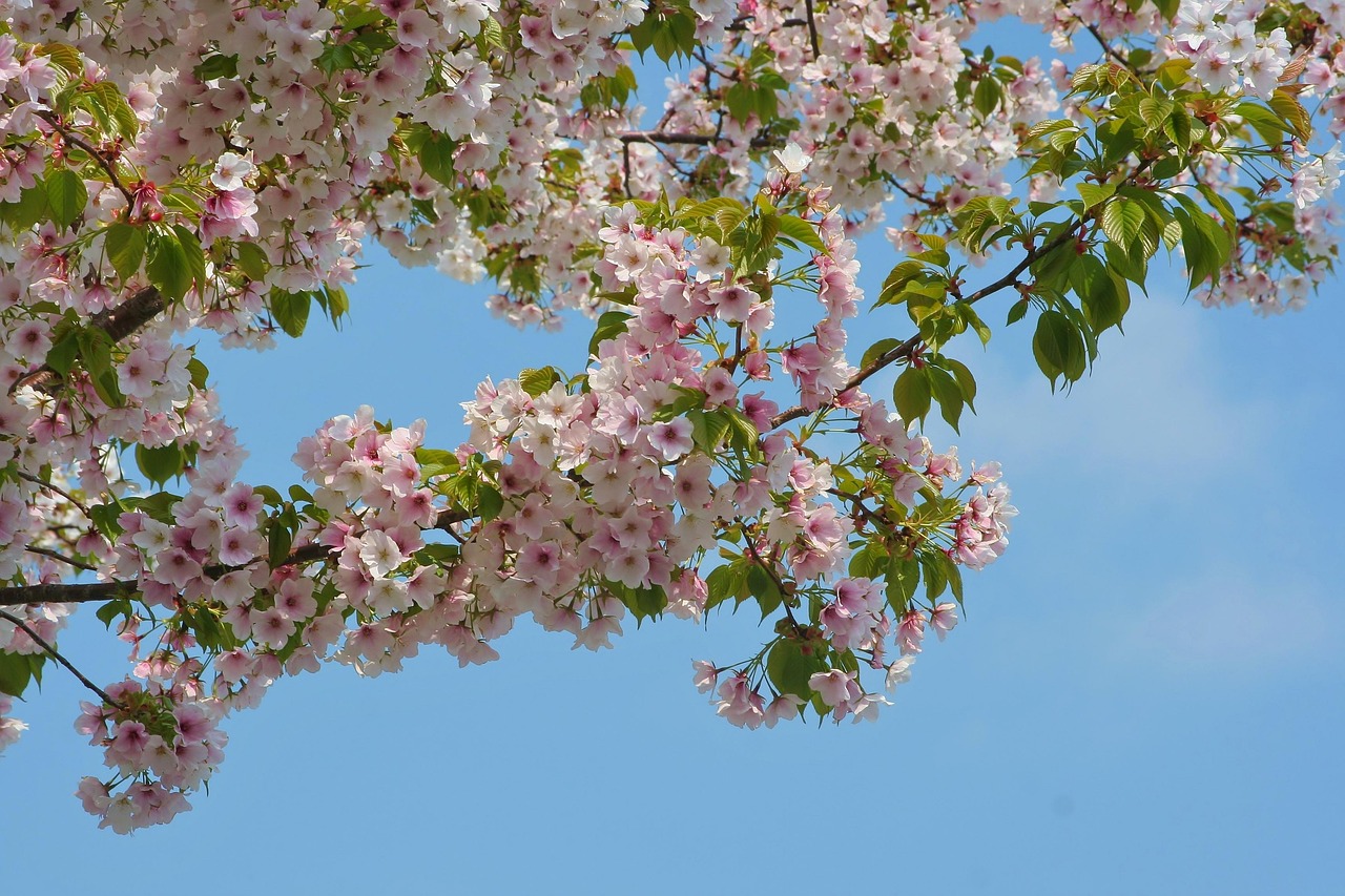 La flor de cerezo y sus variedades – La senda del haiku
